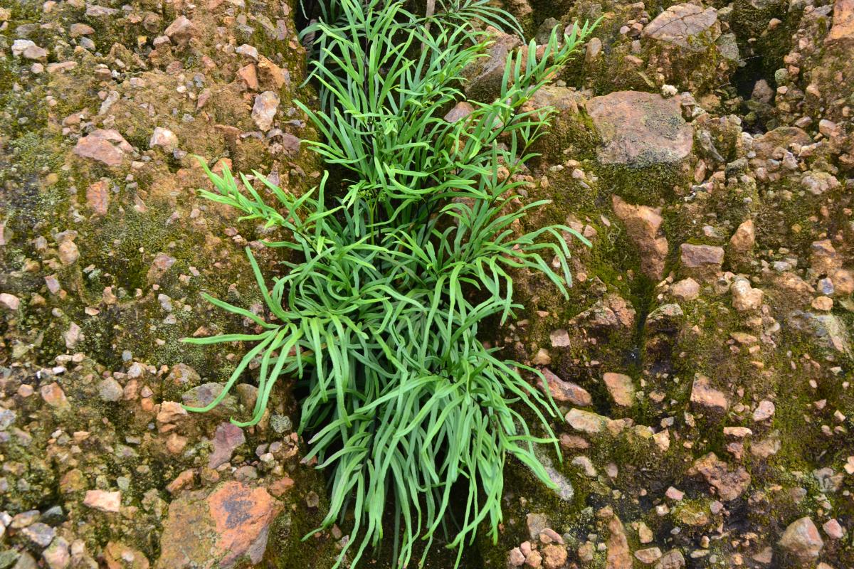 Ateneo-led research team discovers new fern species useful for ... Ateneo-led research team discovers new fern species useful for ...